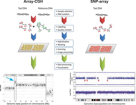 Microarray Techniques To Analyze Copy Number Alterations In Genomic Dna
