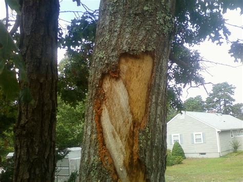 Damaged Tree Bark Cape Cod Tree Service