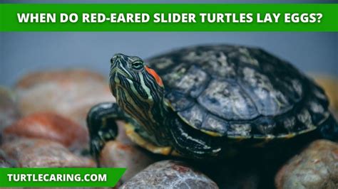When Do Red Eared Slider Turtles Lay Eggs Turtle Caring