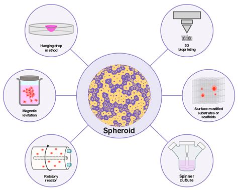 An Overview On Spheroid And Organoid Models In Applied Studies