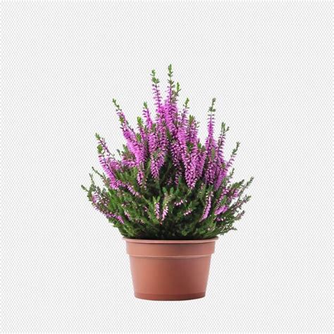Premium Psd Decoraive Plants