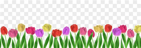 벡터 현실적인 튤립입니다 투명한 배경에 고립된 나뭇잎이 있는 화려한 튤립 꽃 벡터 봄 배너와 행복 한 여성 어머니의 날과 생일 축하를위한 자연 디자인 꽃 식물에 대한 스톡