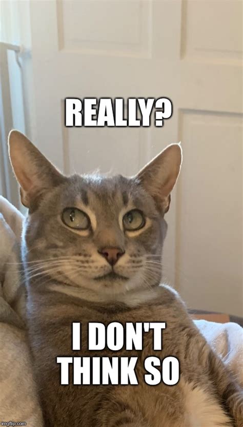 Annoyed Cat Imgflip