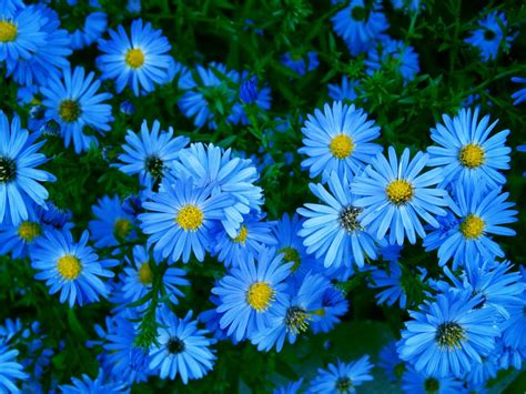 Blue Flower Desktop Wallpapers Wallpaper Cave