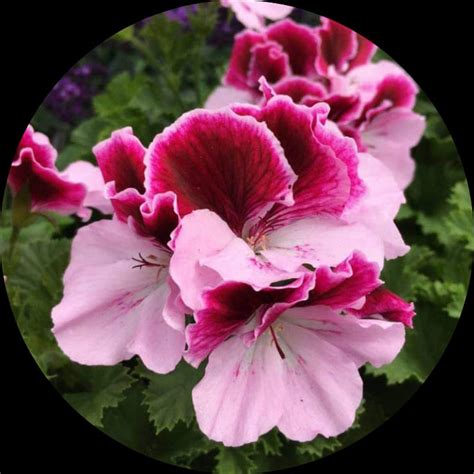 Peach Mix Brown Geranium Flower Plant Unique And Striking