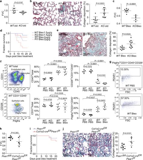 Pear1 调节肺纤维化中活化成纤维细胞的扩张和细胞外基质的沉积 Nature Communications X Mol
