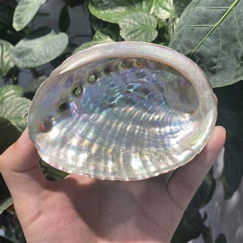 1pc Natural Abalone Shell Home Decoration Seashell For Aquarium