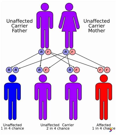Define Heredity Heredity Meaning Heredity Examples Heredity Synonyms Heredity Images