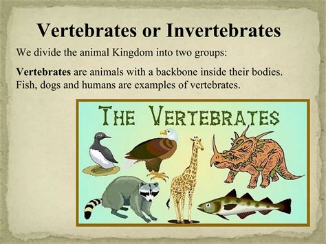 Vertebrates And Invertebrates Ppt