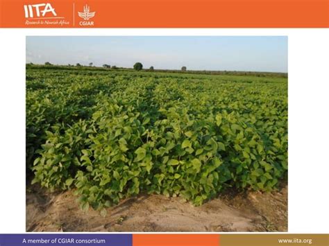 Morphology And Physiology Of Soybean Pptx Agriculture Industries