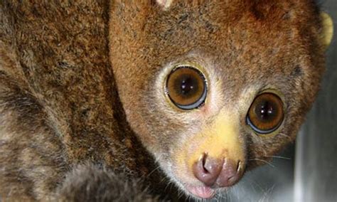 Potto Franklin Park Zoo