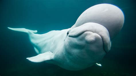 Belugas Can Warp And Wiggle Their Forehead Fat Like Jell O