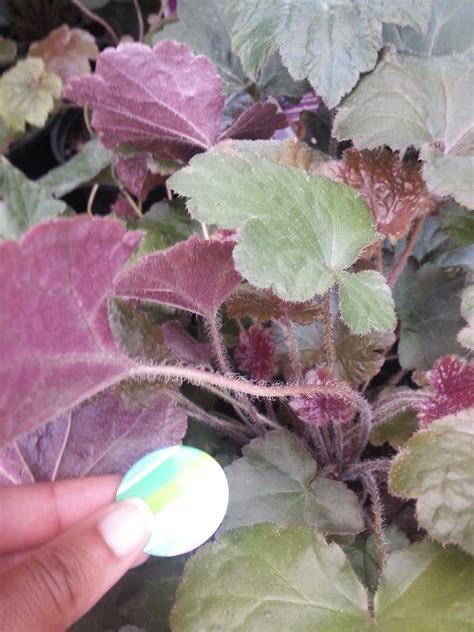 Biology Collection Photo Blog Modified Stem Of A Plant