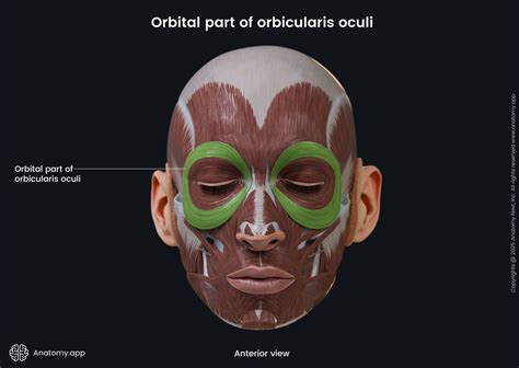 Orbital Part Of Orbicularis Oculi Anatomy App