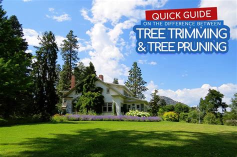 Tree Trimming And Tree Pruning Tall Timbers Tree Services