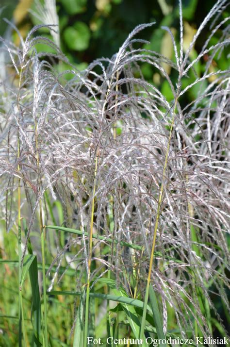 Miscanthus Sinensis Memory Miskant Chiński