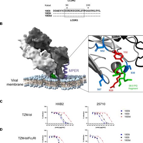 Schematic Representation Showing The Relationship Between 10e8 Env And