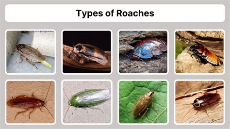 Types Of Roaches How To Identify Different Species