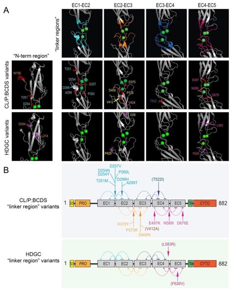 Cdh1 Mutation Distribution And Type Suggests Genetic Differences Between The Etiology Of