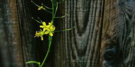 Nutrition Facts Health Benefits Possible Side Effects Recipes And More