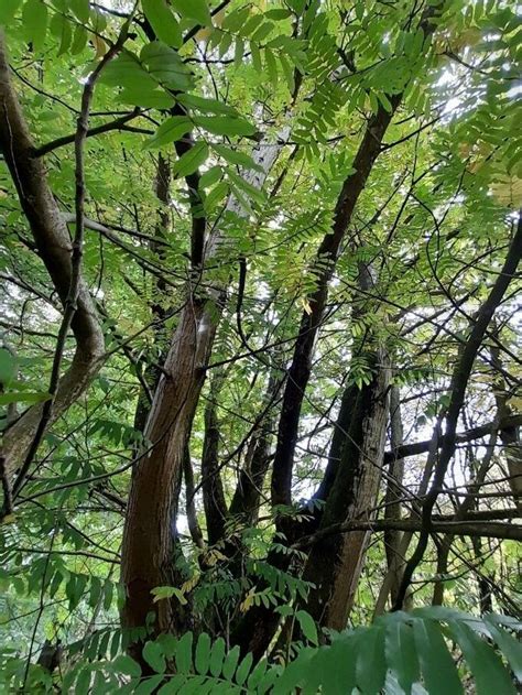 Plant Of The Month Pterocarya National Trust For Scotland