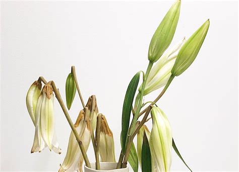 Caring For Your Potted Easter Lily Schnucks