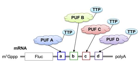 Applied Sciences Free Full Text Effective Rna Regulation By Combination Of Multiple