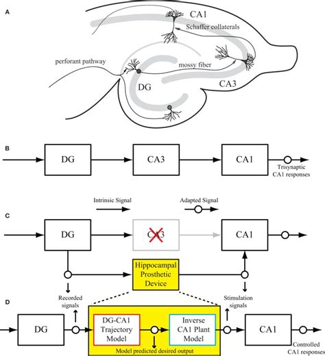 A A Rat Hippocampal Slice And Its Major Intrinsic Pathways The Input Download Scientific