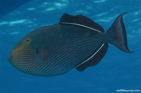 Black Trigger Fish