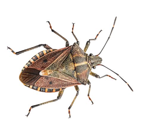 Expert Stink Bug Control And Extermination Swat It