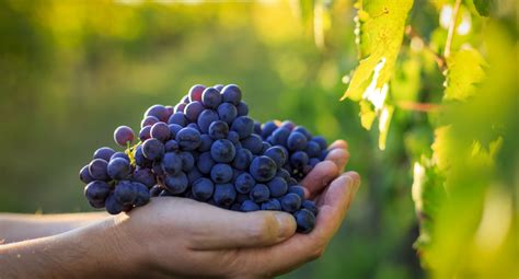 Confira A Programação Da Festa Da Uva E Do Vinho De Vinhedo 2023