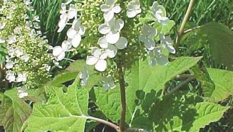 Hydrangea Quercifolia Pee Wee Pee Wee Dwarf Oakleaf Hydrangea