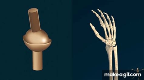 Tipos De Huesos Y Articulaciones On Make A 
