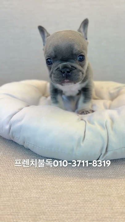 너무 사랑스러운 프렌치불독 입양문의 010 3711 8319김해강아지분양 프렌치불독고양이입양 도그하우스 Cute 강아지입양 프불사랑프렌치불독분양프렌치불독입양
