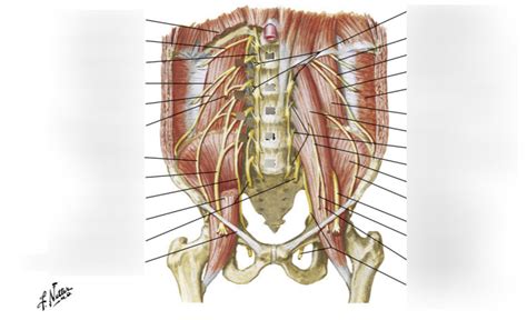 Lumbar Plexus Diagram Quizlet