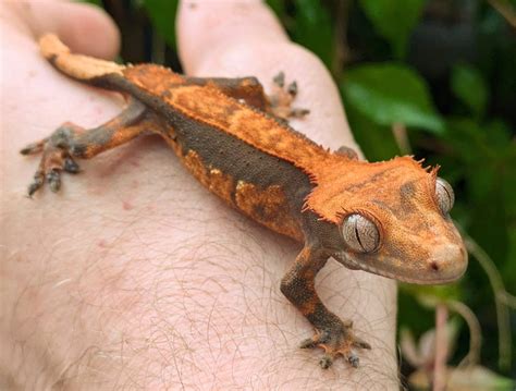 Halloween Crested Gecko