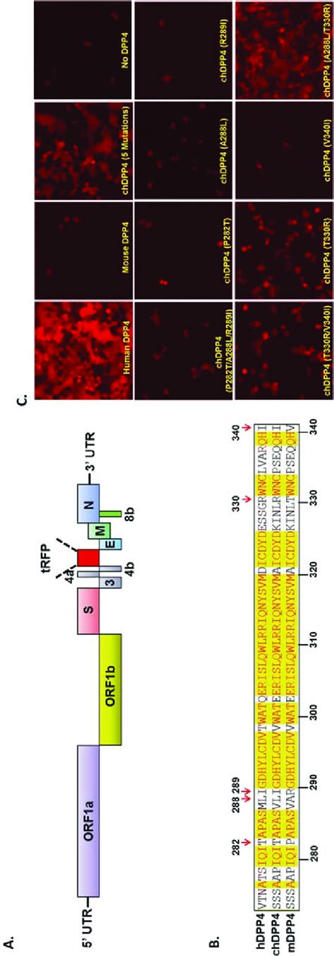 Application For An Infectious Clone Of Mers Cov Expressing Trfp A Download Scientific