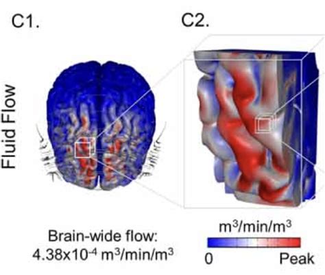 New Publication Multi Scale Multi Physics Model Of Brain Interstitial Water Flux By Tdcs — Ccny