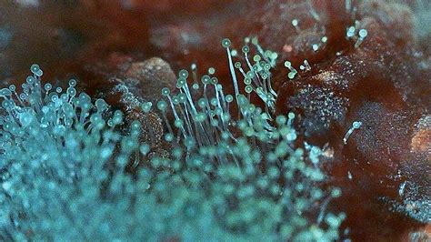 File Mold On A Strawberry  Wikipedia