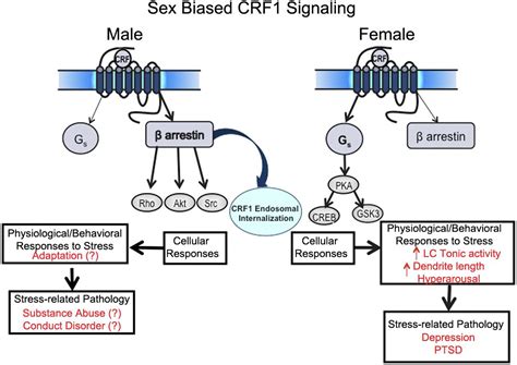 Sex Biased Stress Signaling The Corticotropin Releasing Factor