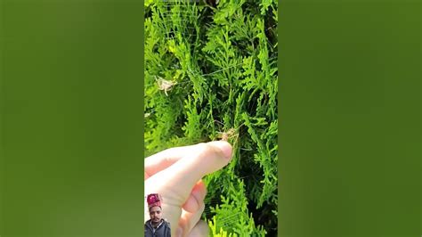 Wild Life Spidar Amazingfacts Insects Factsinhindi Science