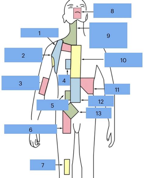 Lymphatic And Respiratory System 6 Diagram Quizlet