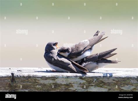 Three Playful Tree Swallow Tachycineta Bicolor Fledglings At The Delkatla Wildlife Sanctuary