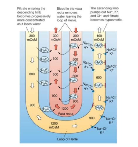 Urinary System Flashcards Quizlet