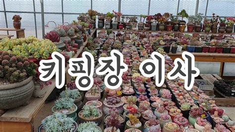 다육이키핑장 이사했어요~ Youtube