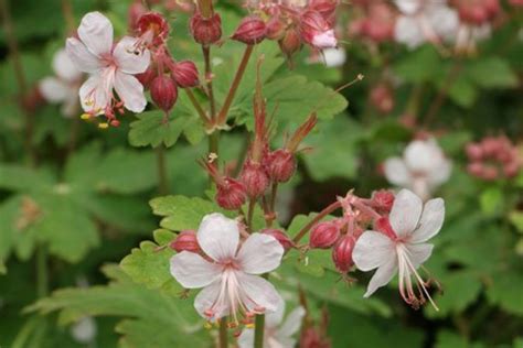 Geranium Macrorrhizum Spessart”