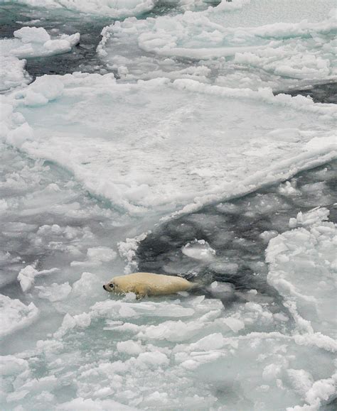 Harp Seal Habitat Temperature