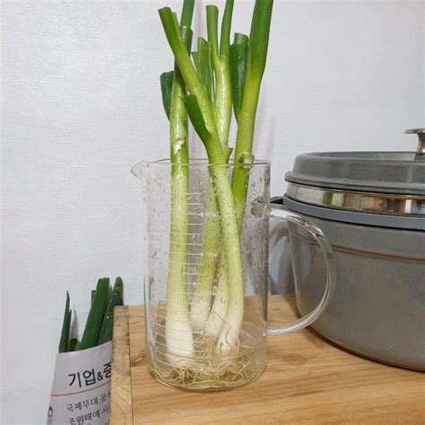 대파 보관법 손질 실온 냉장 냉동 보관 오래 보관통 대파 뿌리 네이버 블로그