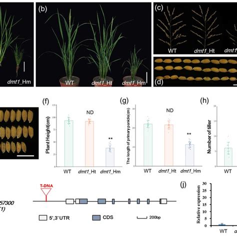 Characterization Of The Rice Dwarf And Multi Tillering1 Dmt1 Mutant