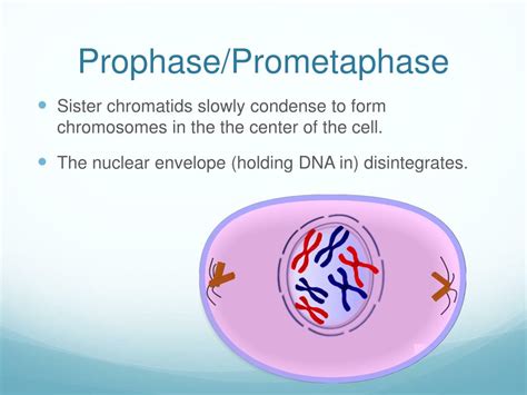 Ppt The Marvels Of Asexual Reproduction Explained Powerpoint